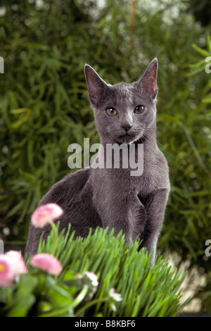 Felidae (Felis catus) in the garden, Ternitz, Lower Austria, Austria ...