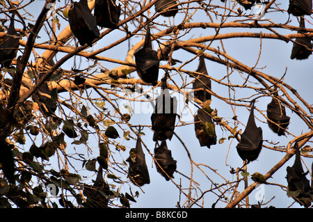 group of bat bird or flying fox hanged on a large tree Stock Photo - Alamy