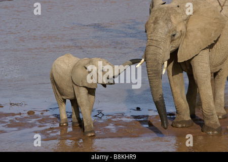 Two female Elephants in the Samburu National Reserve, Kenya Stock Photo ...