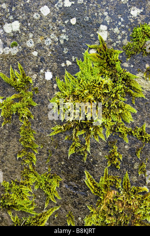 Moss growing on a headstone Stock Photo - Alamy