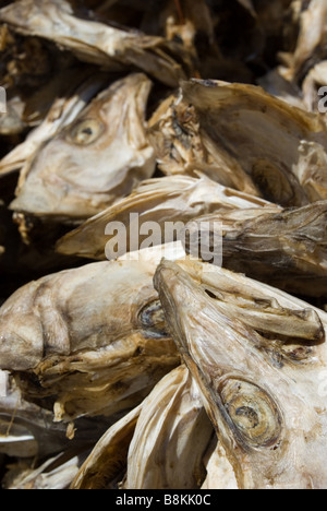 Dried Cod Heads in Lofoten - Norway Stock Photo - Alamy