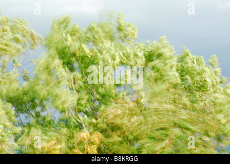 Wind blowing tree branches about Stock Photo - Alamy