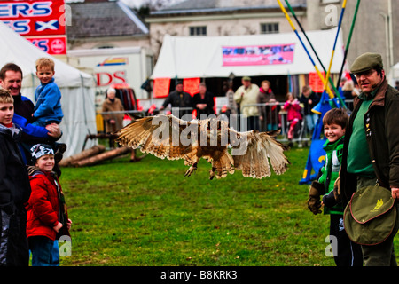 Owl flying towards camera, watched by people Stock Photo - Alamy