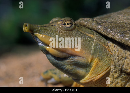 Spiny softshell turtles (Trionyx spiniferus, Apalone spinifera), side ...