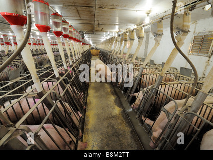 Pig farming, growing pigs, with automatic feeders on slats in indoor ...