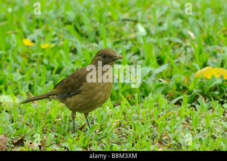 Clay-coloured Robin (Turdus grayi) standing on a lawn Stock Photo - Alamy