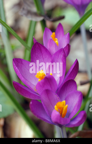 The flower of a crocus rose Stock Photo - Alamy