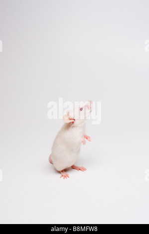 White laboratory mouse (Mus musculus ) crawling on a clay pot ...