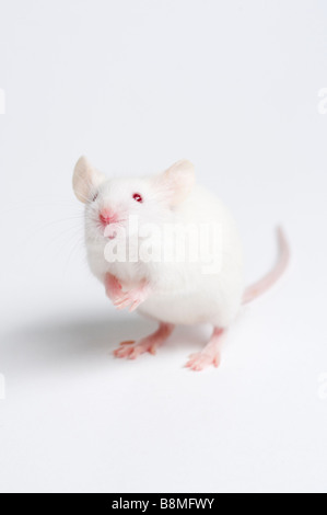 White laboratory mouse (Mus musculus ) eating grains from a clay pot ...