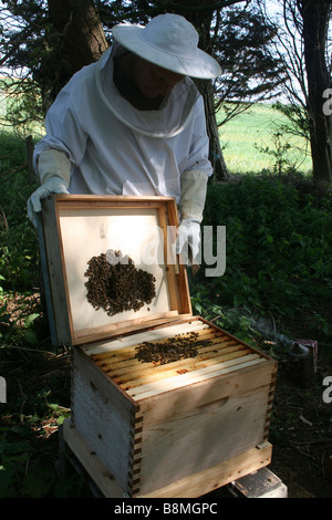 Opening a hive Stock Photo - Alamy