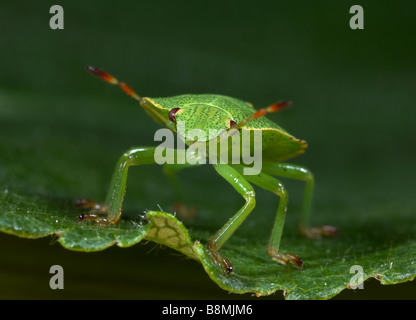 Tortoise or Shield Bug Eurygaster maura UK Stock Photo - Alamy