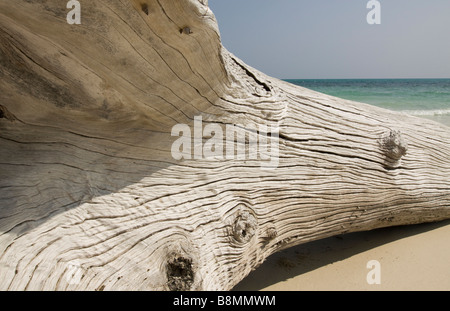India Andaman Islands Havelock forestry deforestation base of huge ...