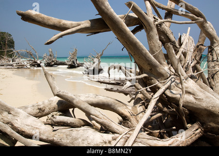 India Andaman Islands Havelock forestry deforestation base of huge ...