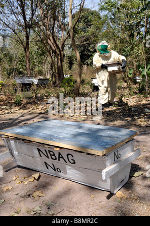 Beekeeper, beekeeping, The Gambia, West Africa Stock Photo - Alamy