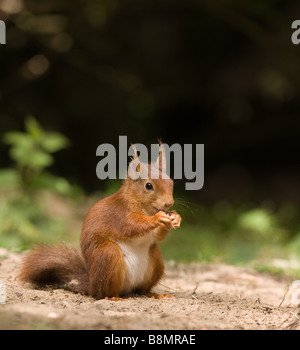 Red Squirrel Formby point squirrel reserve Lancashire UK Stock Photo ...