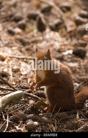Red Squirrel Formby point squirrel reserve Lancashire UK Stock Photo ...