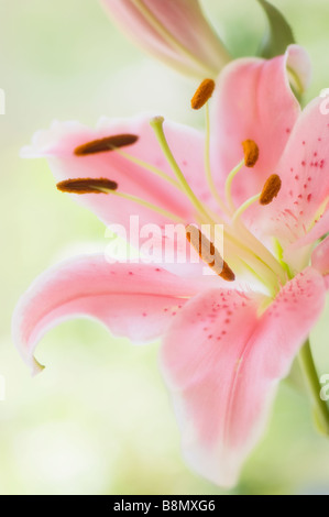 Lily (Lilium orientale) flowering in Summer Stock Photo - Alamy
