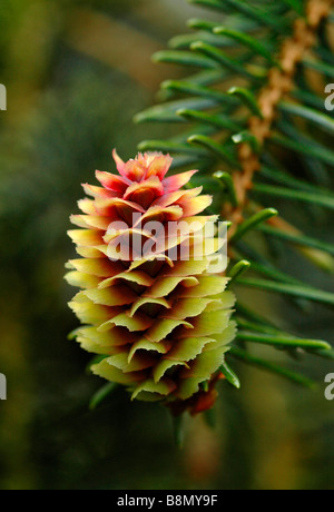 Young tender spruce tree with green needles covered with deep snow and ...
