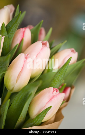 Abundant Pink Tulips in Bloom A Floral Tapestry from the Netherlands ...