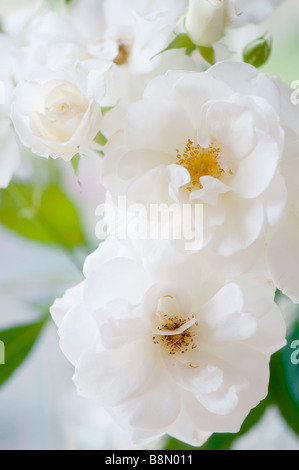 Double white summer rose flowers of Rosa Paul Bourghault in UK garden ...