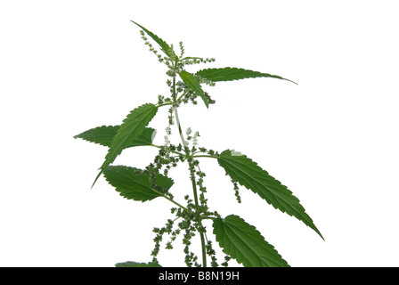 nettle tea - tea nettle 08 Stock Photo - Alamy