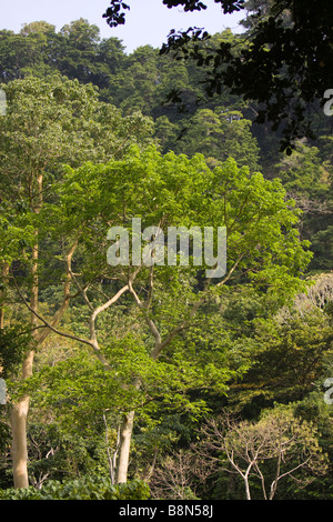 India Andaman Islands Havelock forestry deforestation base of huge ...