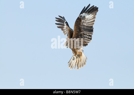 Black-eared kite Milvus migrans lineatus eating a fish. Lake Yamanako ...