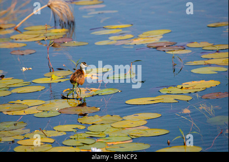 Bird African jacana, Namibia Africa wildlife Stock Photo - Alamy