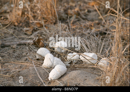 Spotted Hyena dung Stock Photo - Alamy