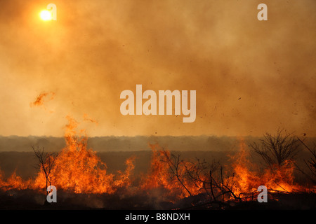 Raging veld fire in Tembe Elephant Park Stock Photo - Alamy