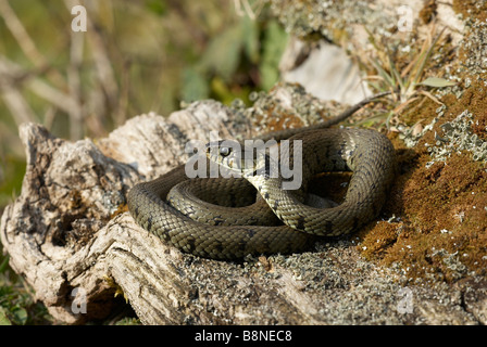 Grass snake Natrix natrix on log close up of head with tongue out ...