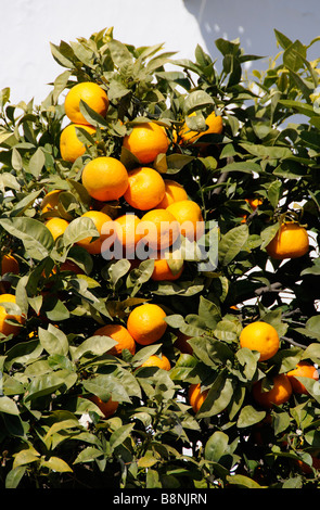Spanish orange tree bearing ready to pick oranges situated in the town ...