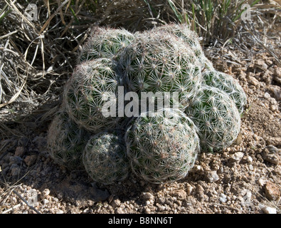 Beehive Cactus Escobaria vivipara Cactaceae Also know as Coryphantha ...