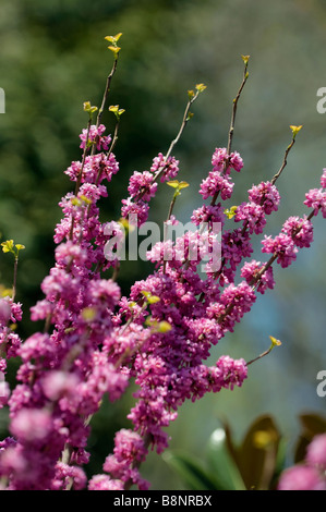 Cluster of Redbud tree flowers on a branch - showy, light to dark ...