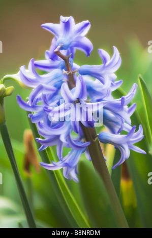 Hyacinthus orientalis hybrid (Hyacinthaceae) in a garden Stock Photo ...