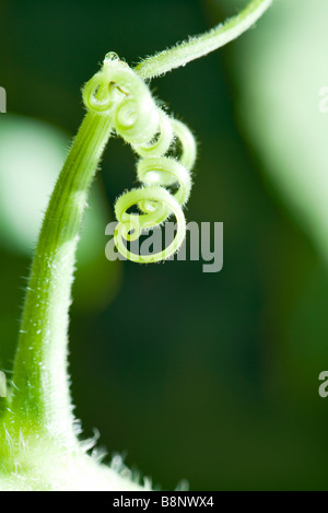Extreme close up of the coiled tendrils of white bryony (Bryonia Alba ...