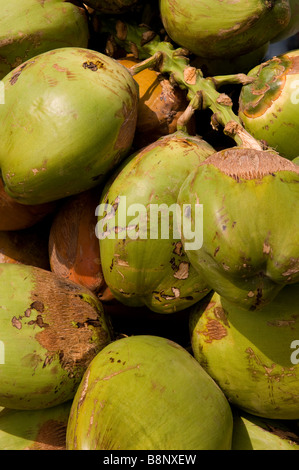 Fresh Coconuts On A Market Stall In India, Tropical Fruit And Milk ...