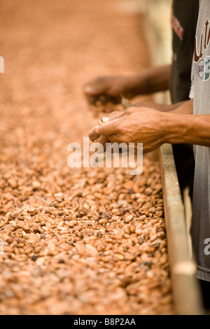 Cocoa processing factory, Dominican Republic Stock Photo - Alamy