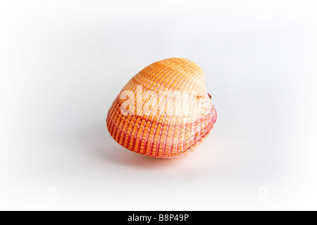 Pink Cardium Seashell - side view - isolated on white with slight ...