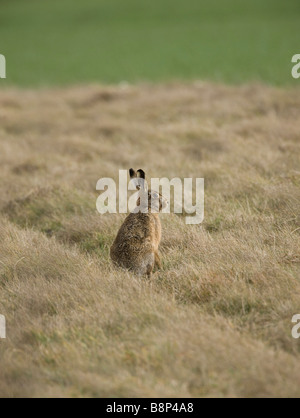 Brown Hare in set aside area of field Oxon Uk Stock Photo - Alamy