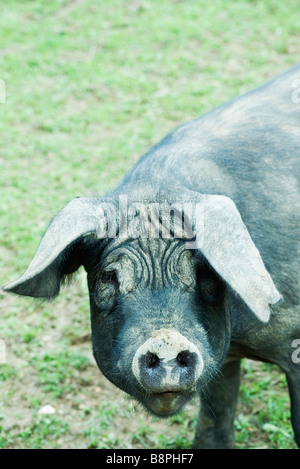 Pig looking at you Stock Photo - Alamy