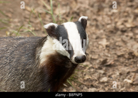 An English Badger in a wildlife park Stock Photo - Alamy
