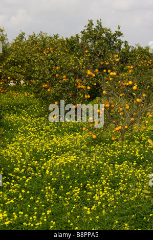 spanish Oranges Orange Groves Citrus Fruit Trees In Fields Of Yellow ...