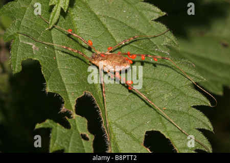 Harvestman (Phalangium opilio) male with phoretic mites (Leptus sp ...