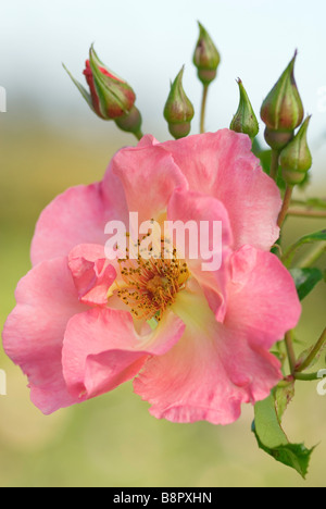 Rosa;Climbing Rose; 'Summer Wine'; Clump of hips Stock Photo - Alamy