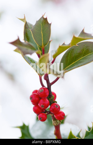 Close up of Holly, Ilex aquifolium leaves with melting snow against a ...