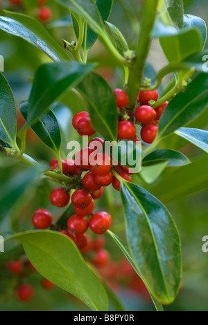 Common holly tree (Ilex aquifolium) in pyramidal shape with red colored ...