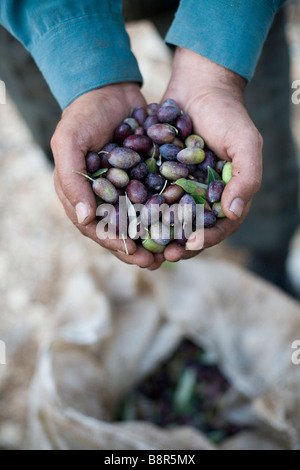 Nabil Hassan Shakh Abrahim 40, olive farmer, West Bank, Palestine Stock ...