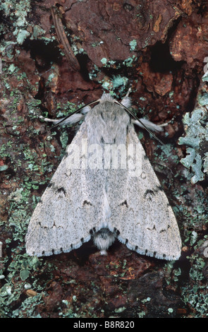 Miller moth, Acronicta leporina, sitting on birch bark, sucking at bait ...