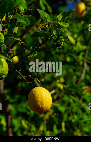lemon tree, Australia Stock Photo - Alamy
